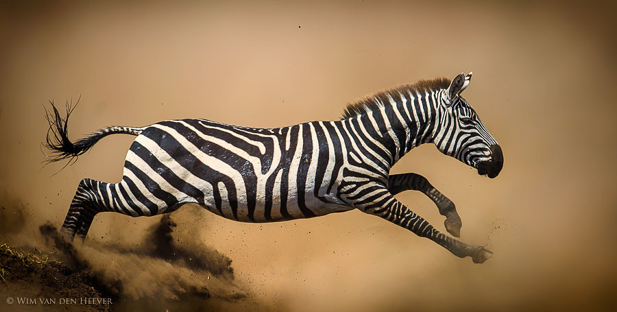 Zebra Running Fast