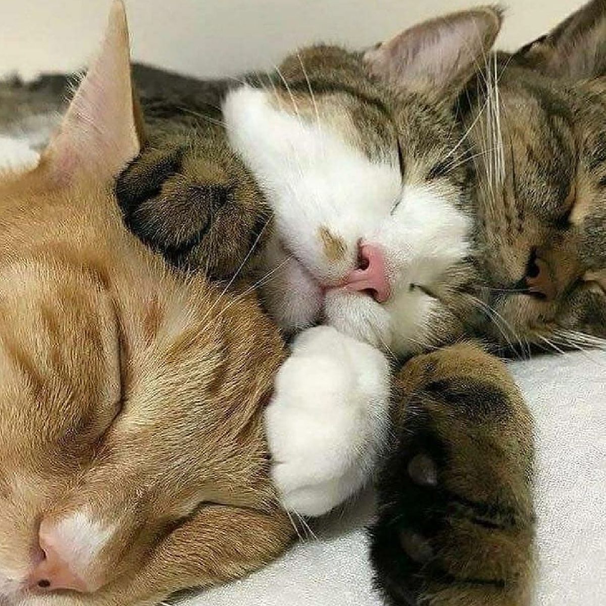 Three Animals Hugging