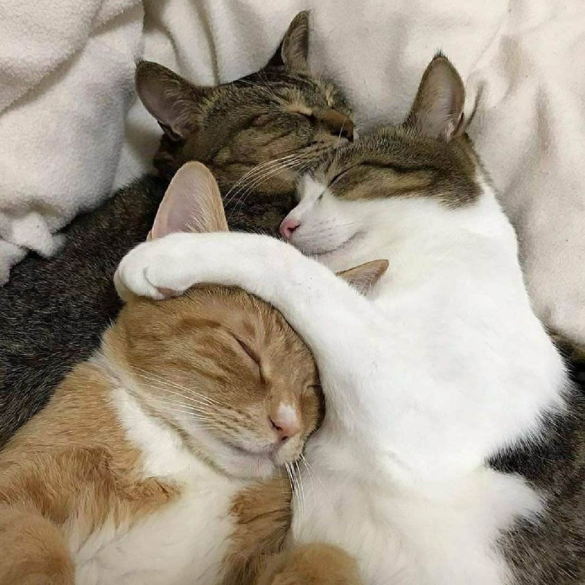 Three Animals Hugging