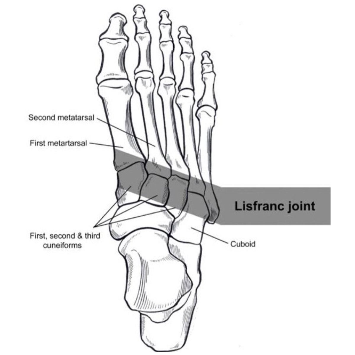 Tmt Joint Anatomy