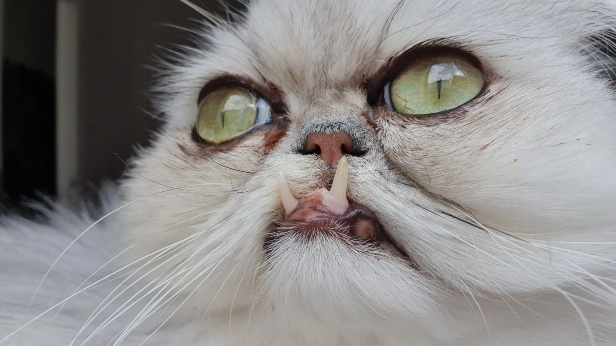 Wilfred Warrior @wilfred_warrior Timeline, The Visualized Twitter ...