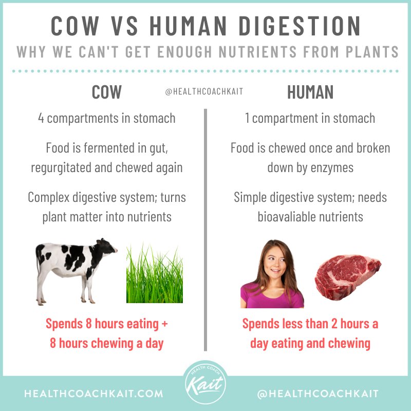 Cows And Human Digestive System