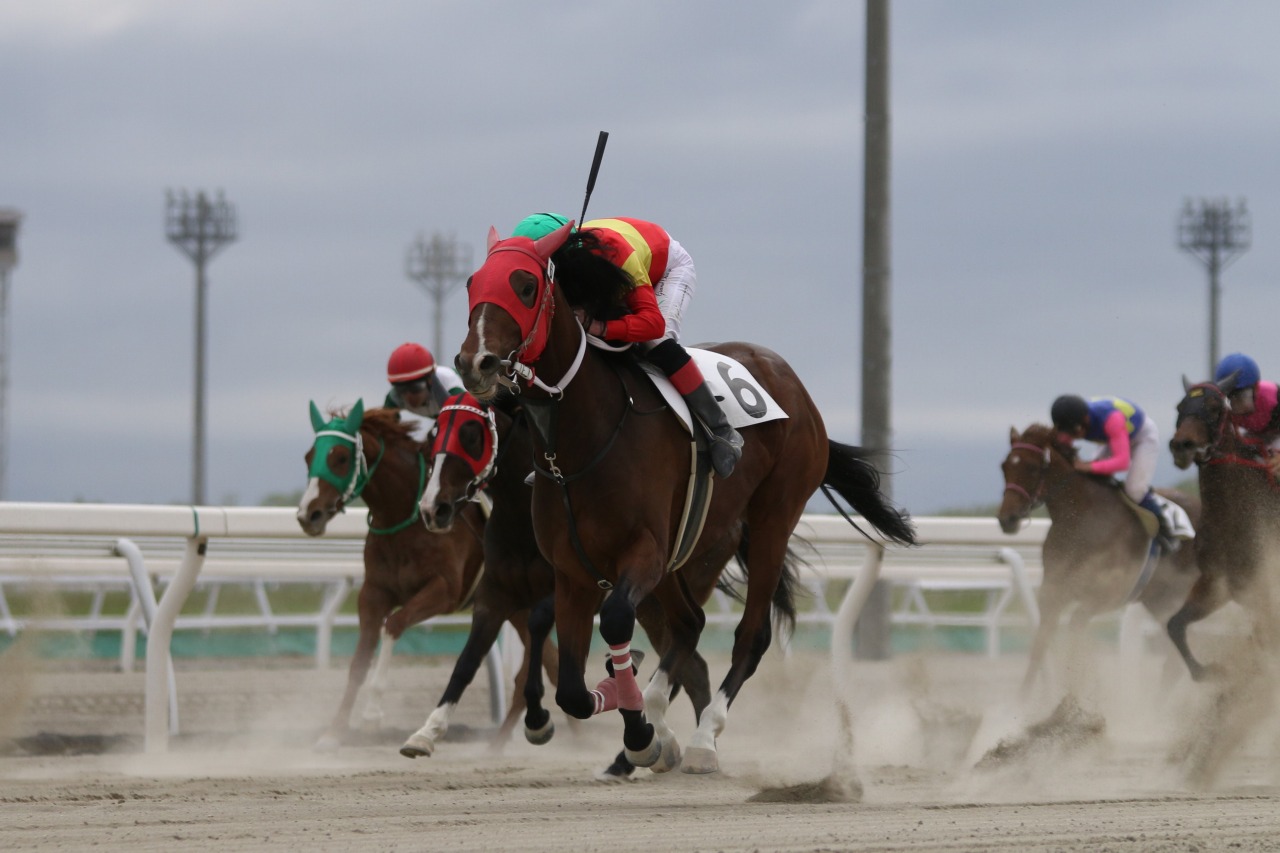 JBC競走 on Twitter: "【羽ばたけ！#JBC2歳優駿(11/3)へ】 門別2歳馬情報 6/4・4R JRA認定フレッシュCh(新馬)1000m 1着⑥マブストーク(牡 林和弘 ...