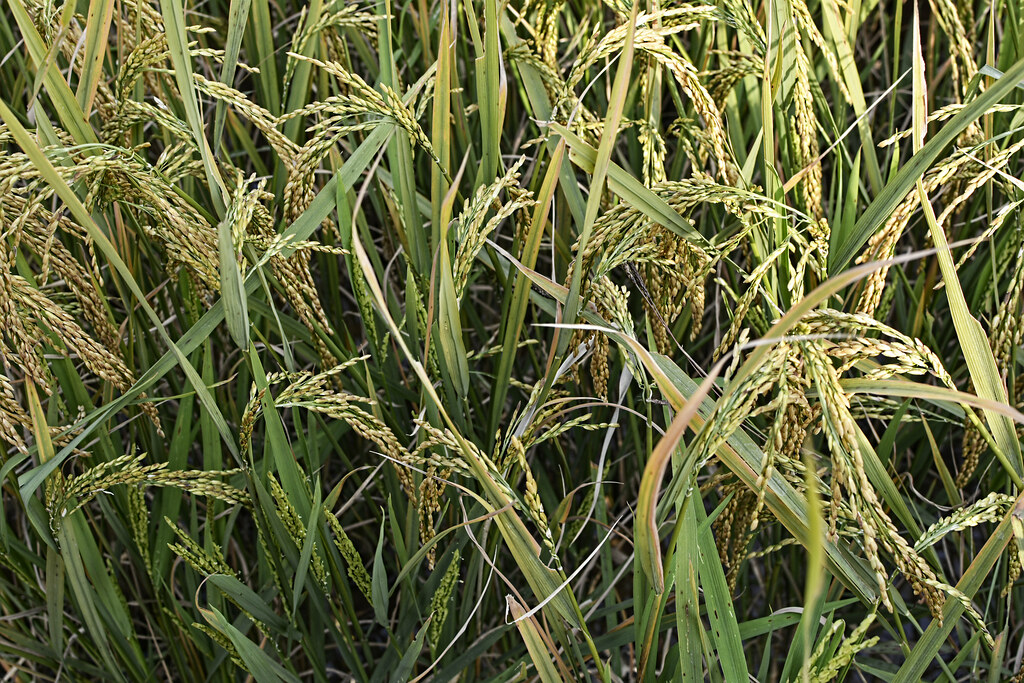 Thread by @subratasbaruah: India used to produce more then 100,000 ...