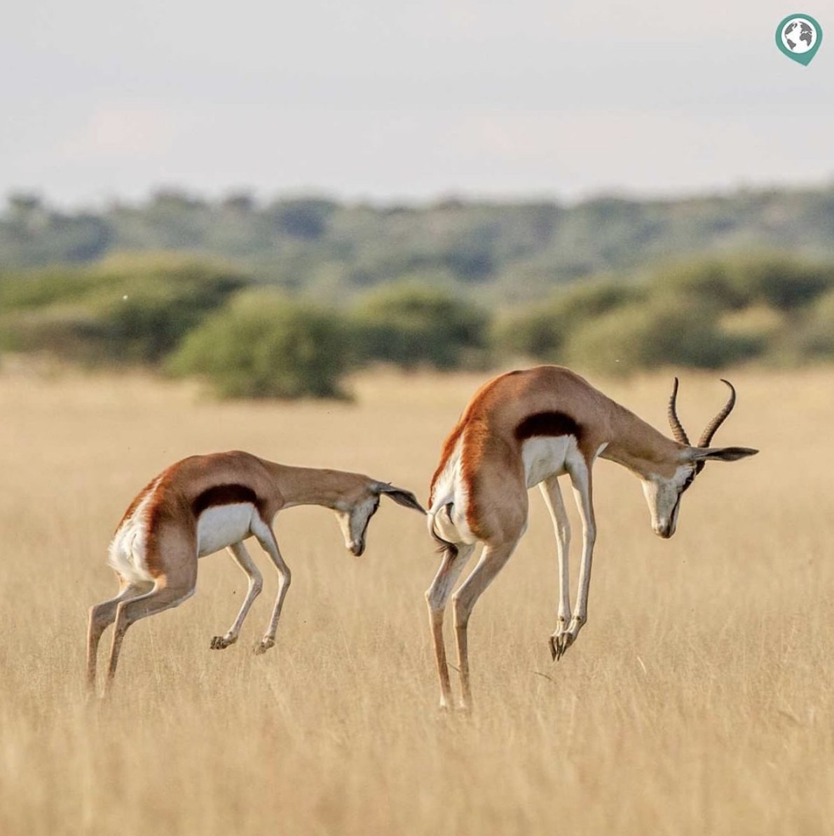 Springbok Pronking