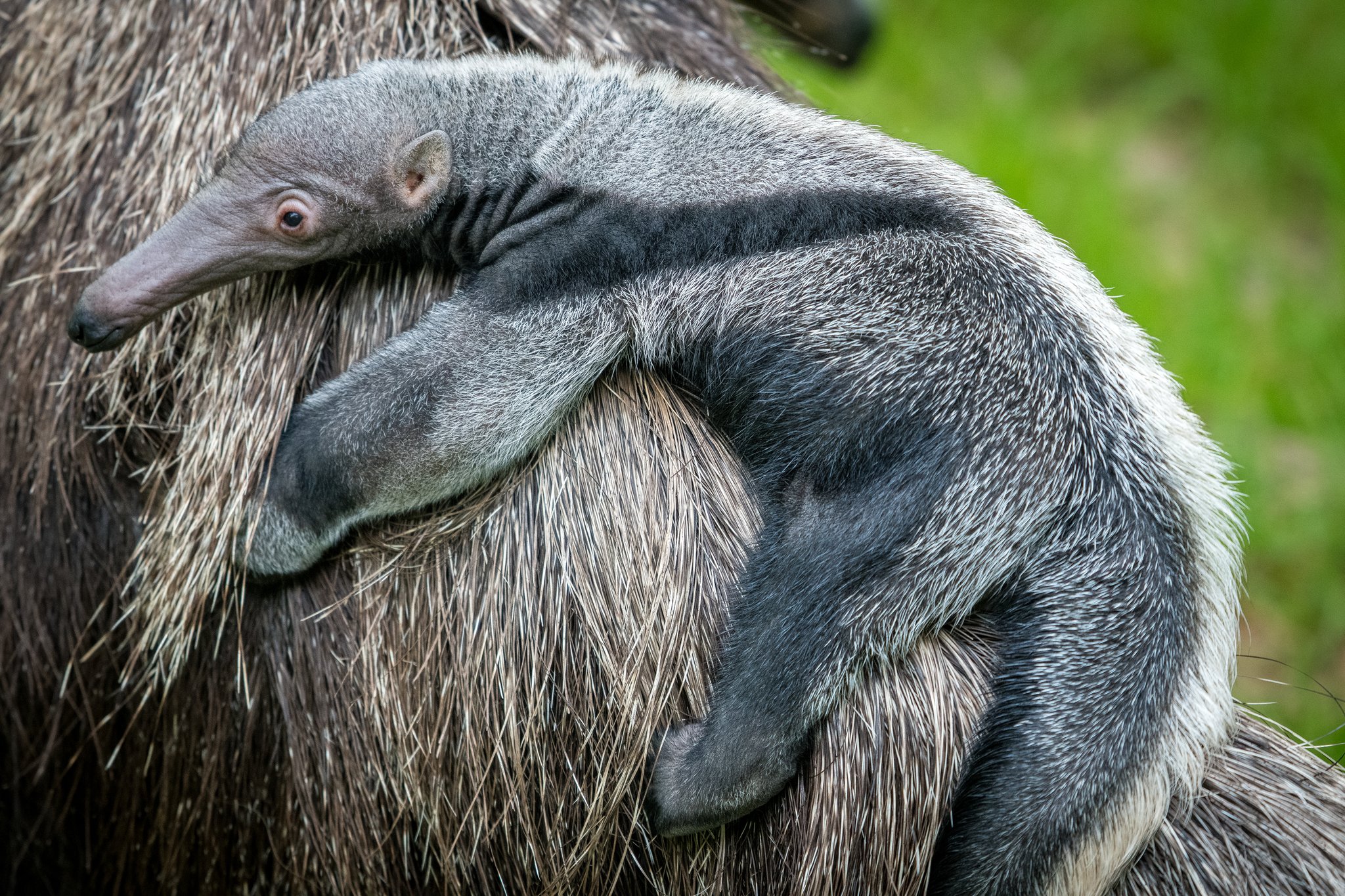 Newborn Anteater