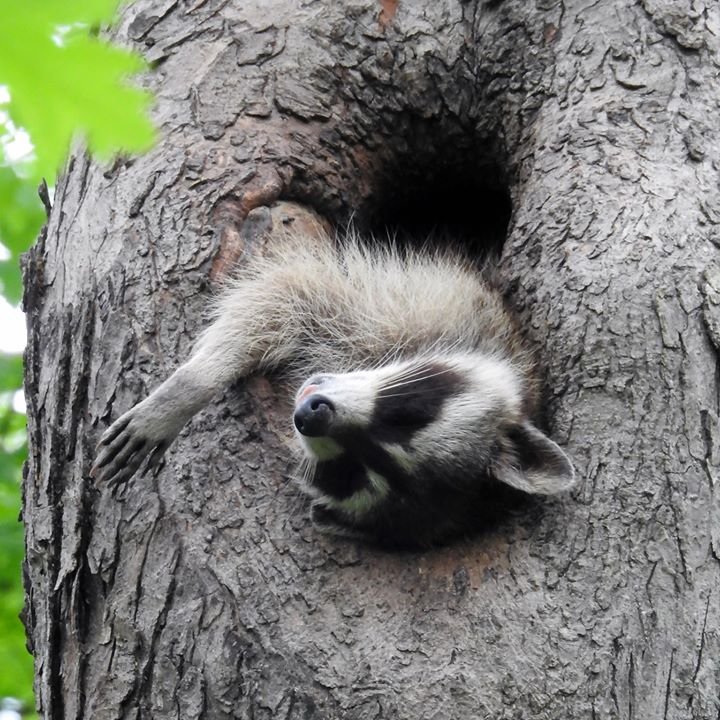 This lucky raccoon gets to explore Ohio River Islands National Wildlife ...