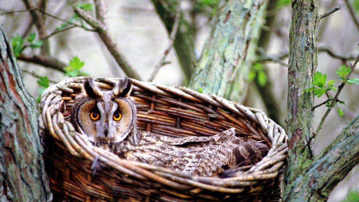 Short Eared Owl Nest