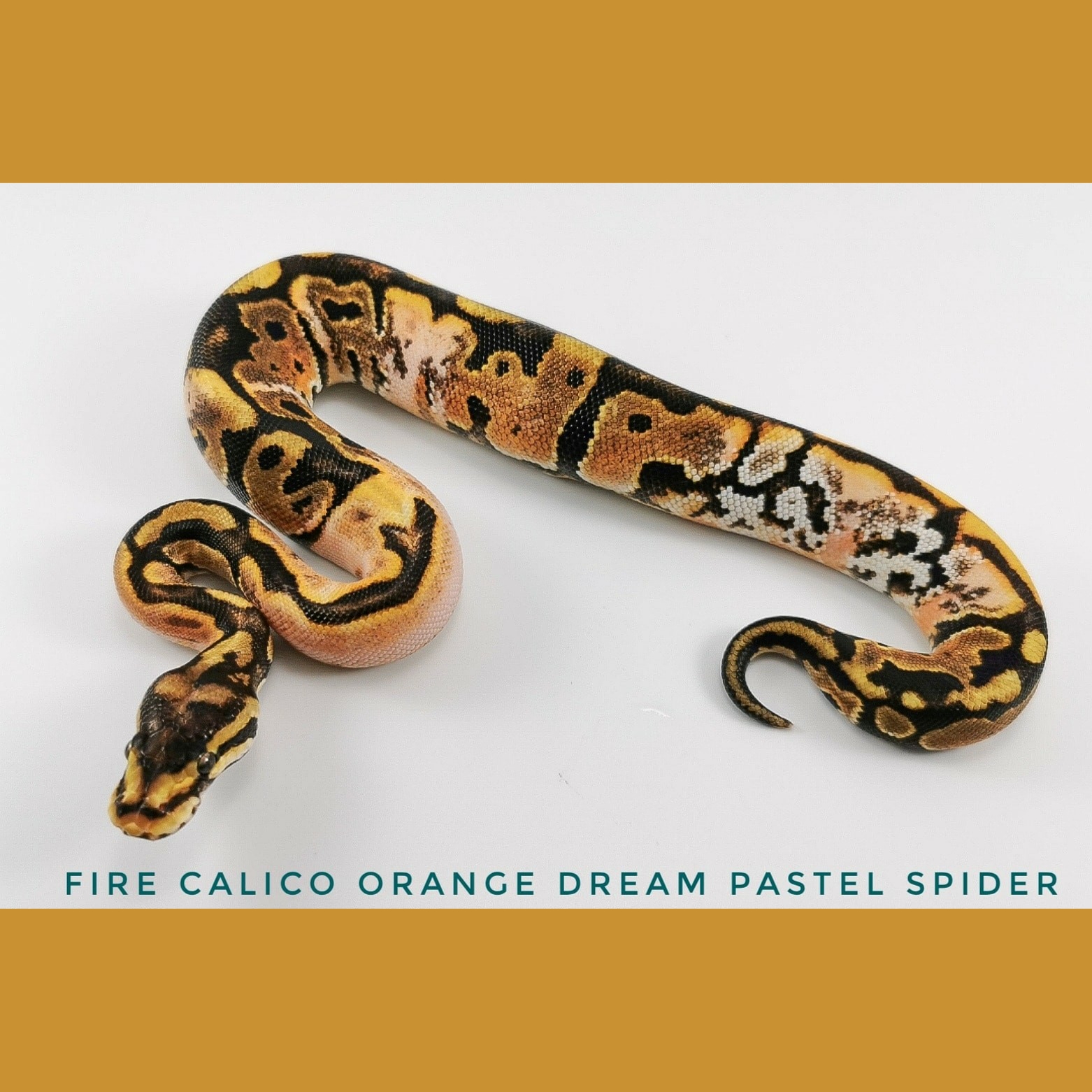 Pastel Spider Ball Python