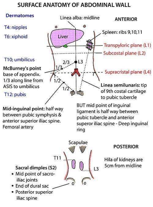 Inguinal Ligament Surface Anatomy