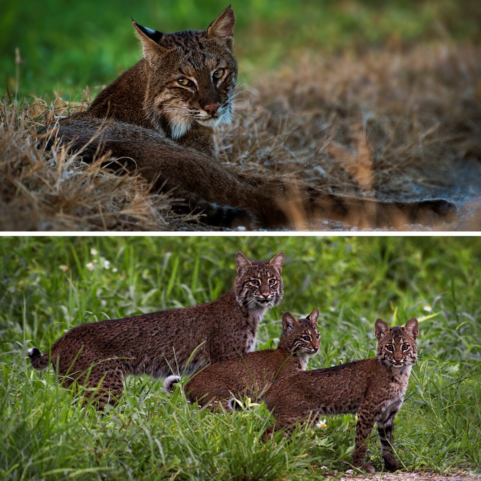 Bobcats Predators