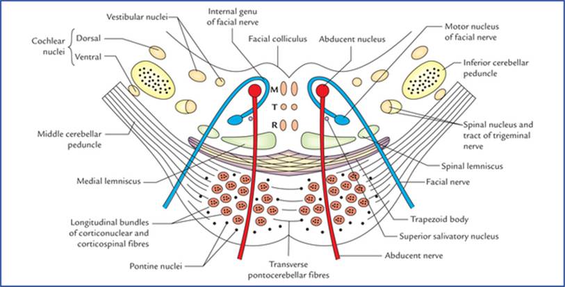 Facial Colliculus