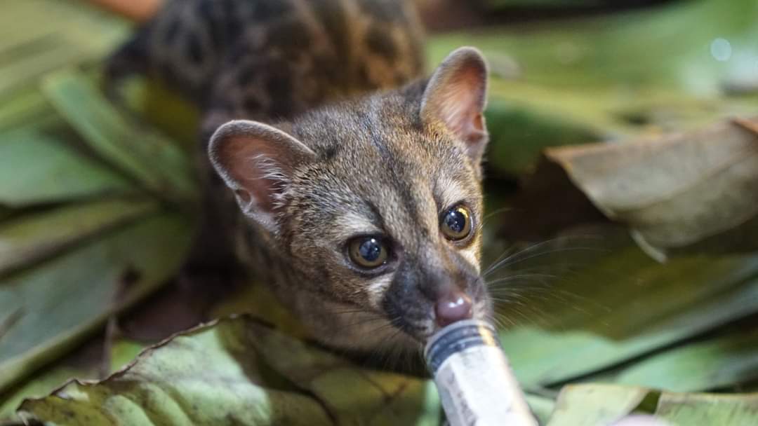 Baby Spotted Genet