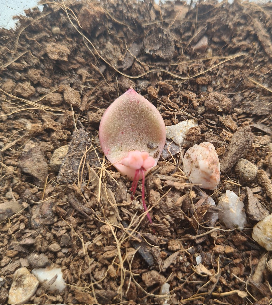 🧵Withering Slights 🧵 on Twitter: "Originally got this Echeveria leaf back in March to propagate ...