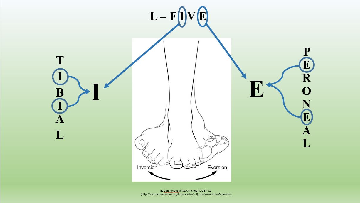 Inversion And Eversion