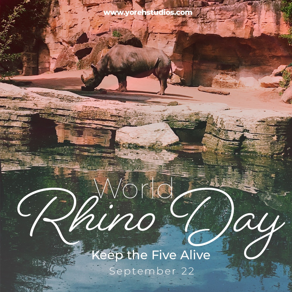 Yorehstudios on Twitter: "World Rhino Day is observed on Sept 22nd ...
