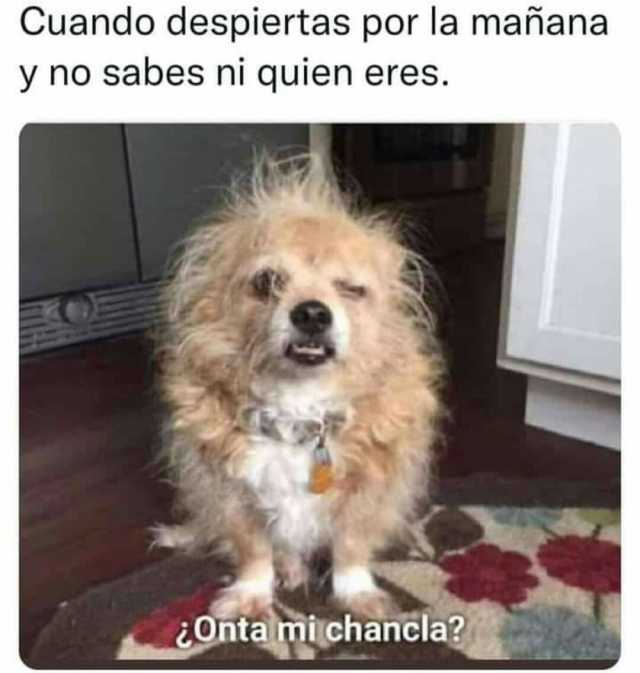 Memes De Cuando Despiertas Despierta America | Si, Lo Que Diga