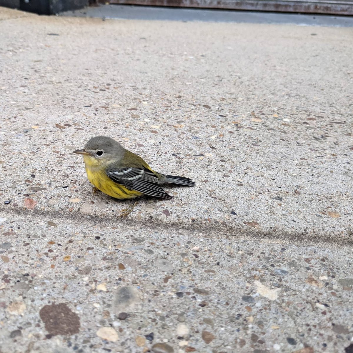 Saad Hafeez (@SaadHafeez4996) | Twitter