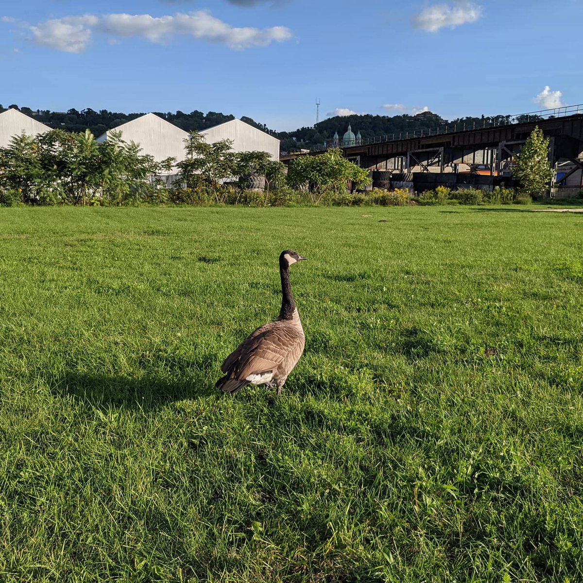 Saad Hafeez (@SaadHafeez4996) | Twitter