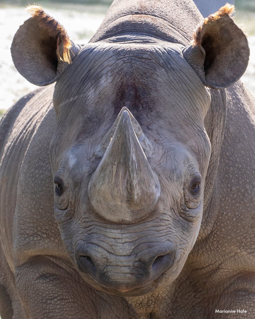 Rhinoceros Face