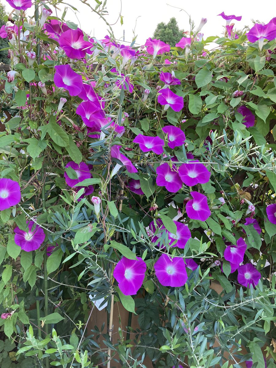 Aki Takeuchi(@noelsora) - Twilog (ツイログ)