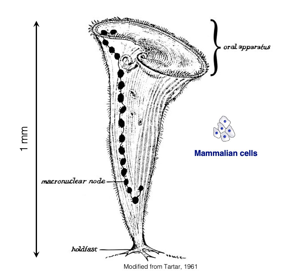 Stentor Diagram