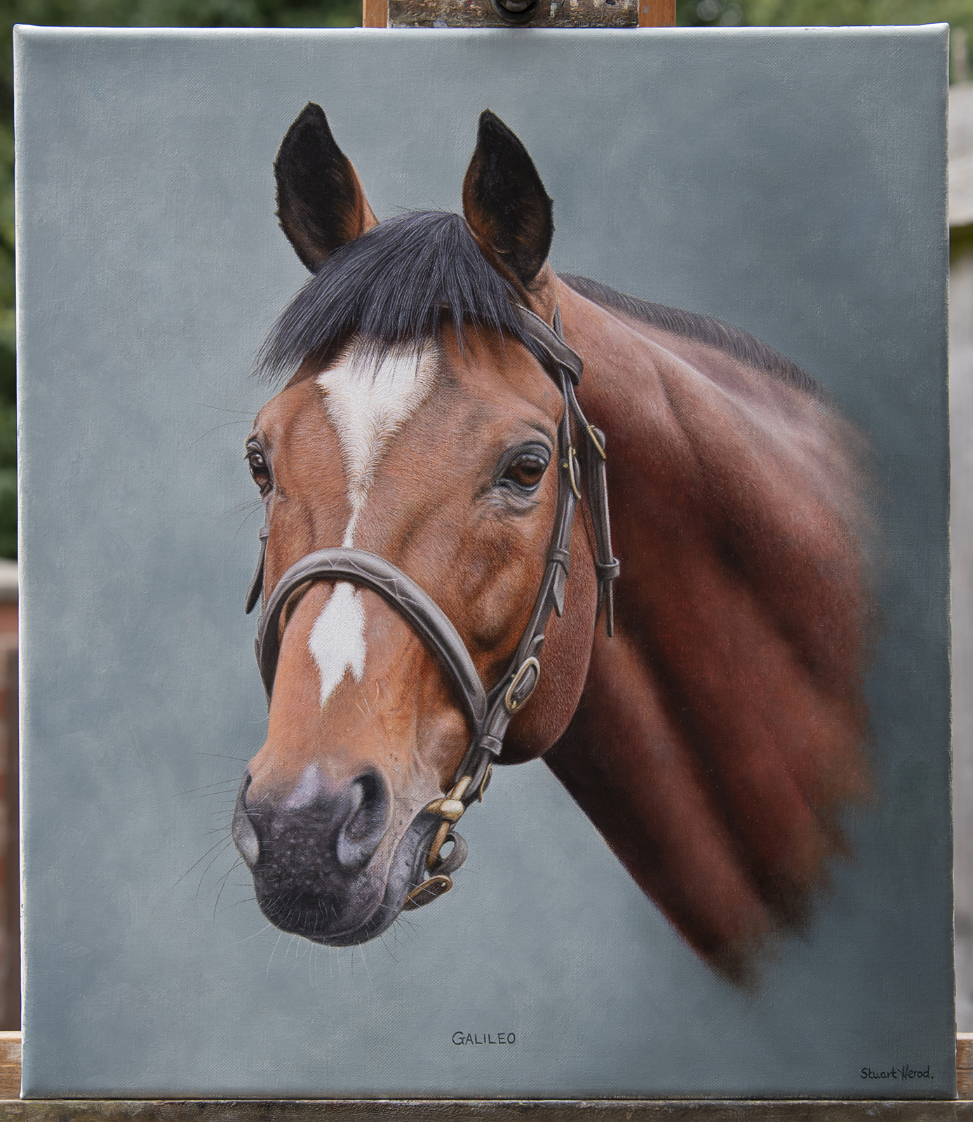 Galileo Horse