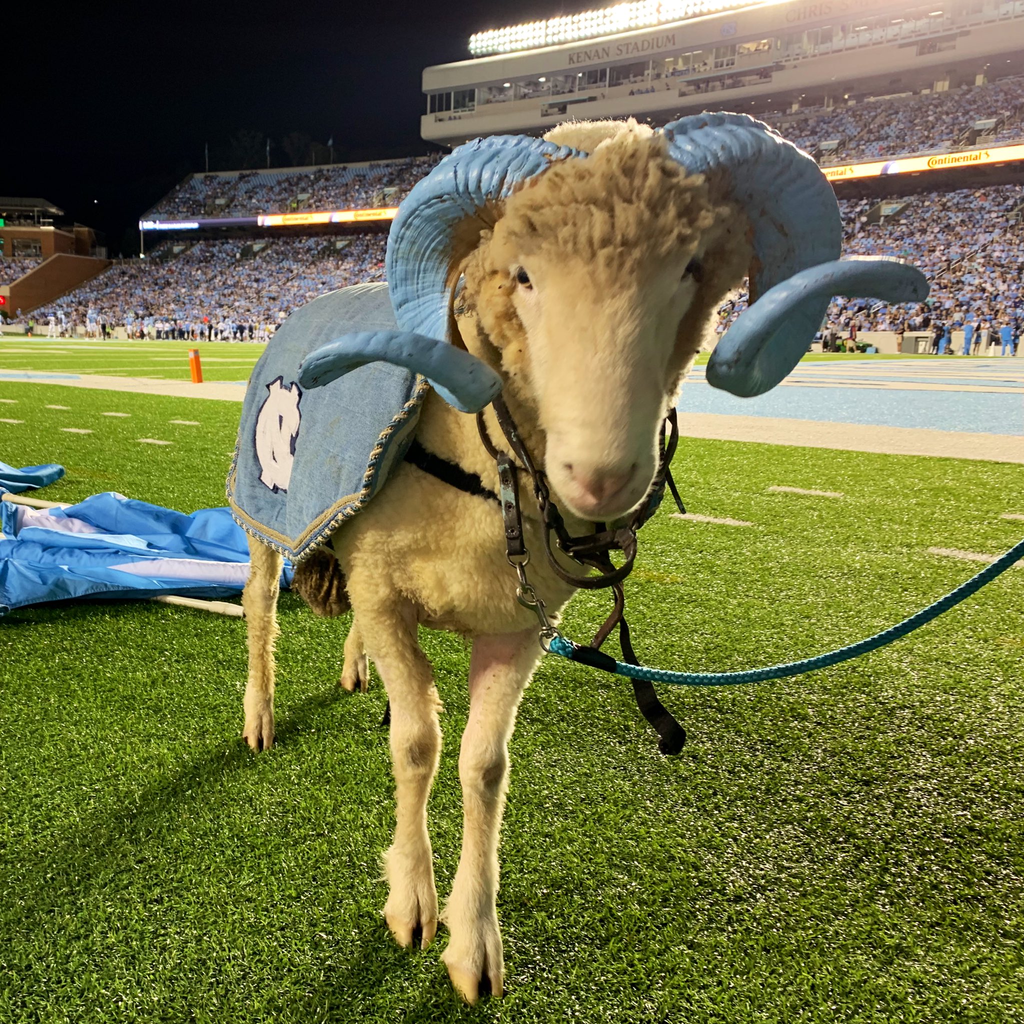 Actual Tar Heel Ram