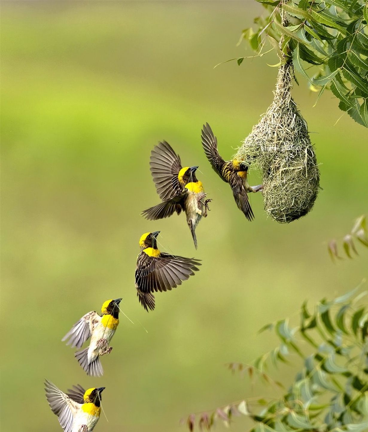 Weaver Bird Flying