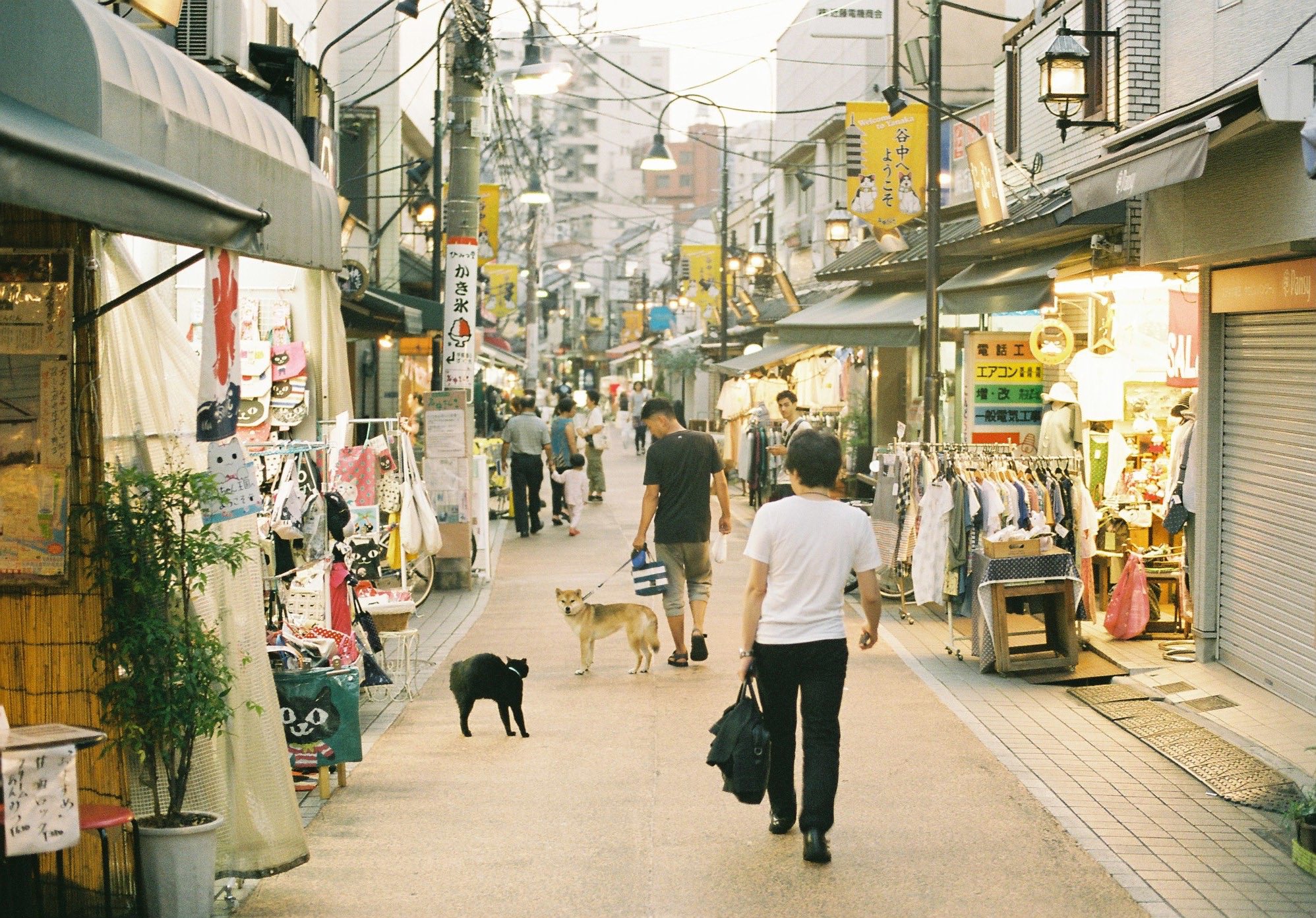 ryu maeda / 前田 立 on Twitter: "ねこ https://t.co/Kzurh3TK8Q" / Twitter