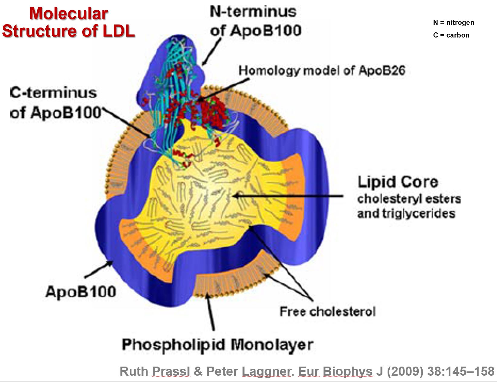 Vldl Structure