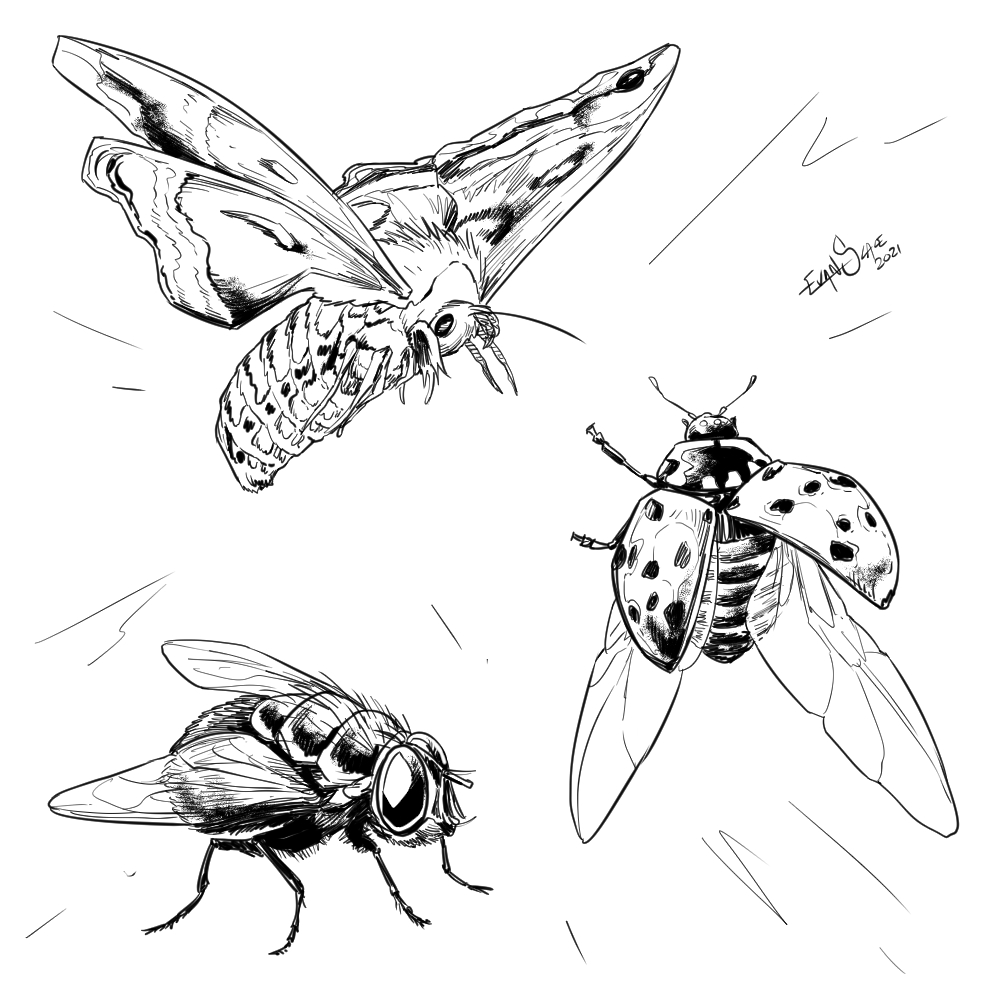 How To Draw A Ladybug Flying