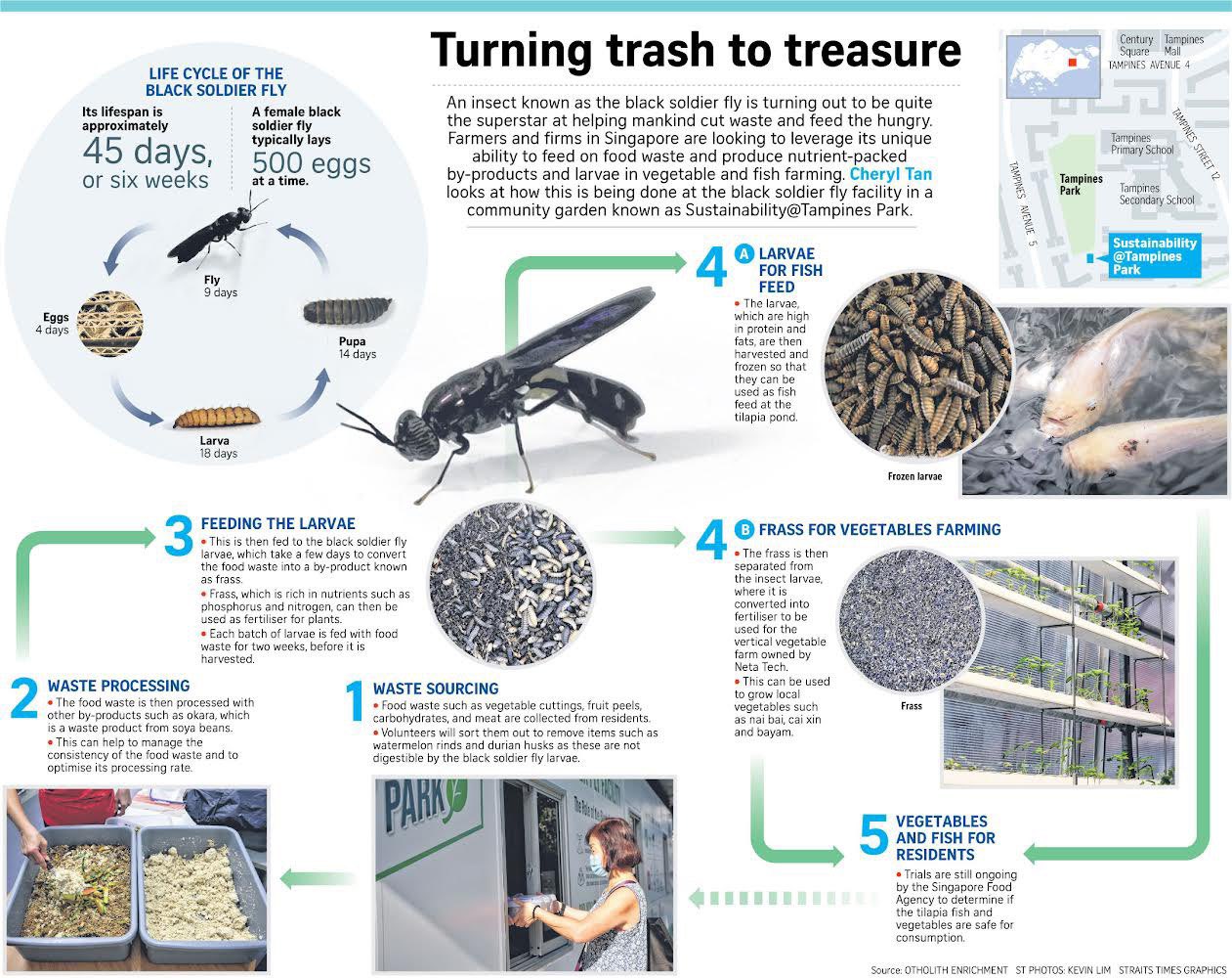 Black Soldier Fly Life Cycle