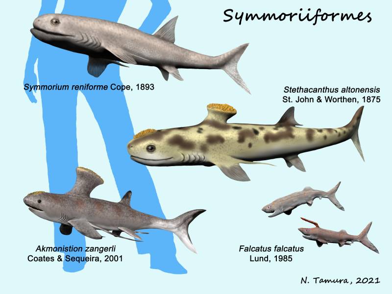 Weird Sharks