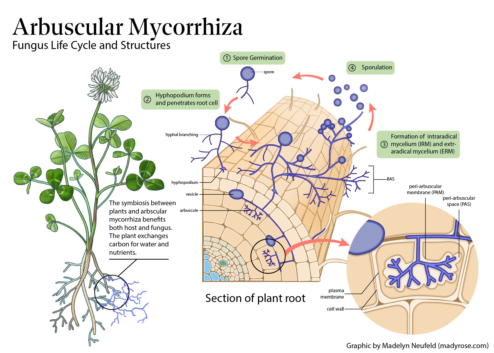 Mycorrhizal Fungi Diagram