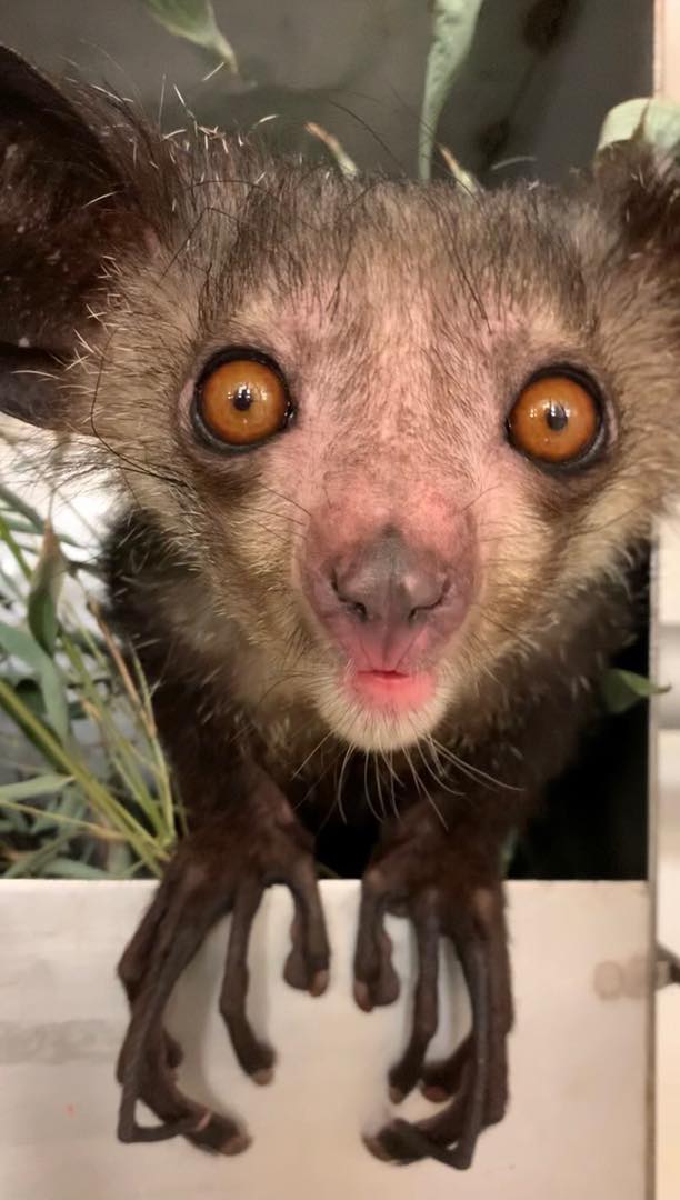 Middle Finger Animal