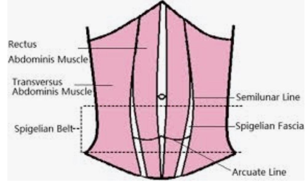 Semilunar Line Of Spiegel