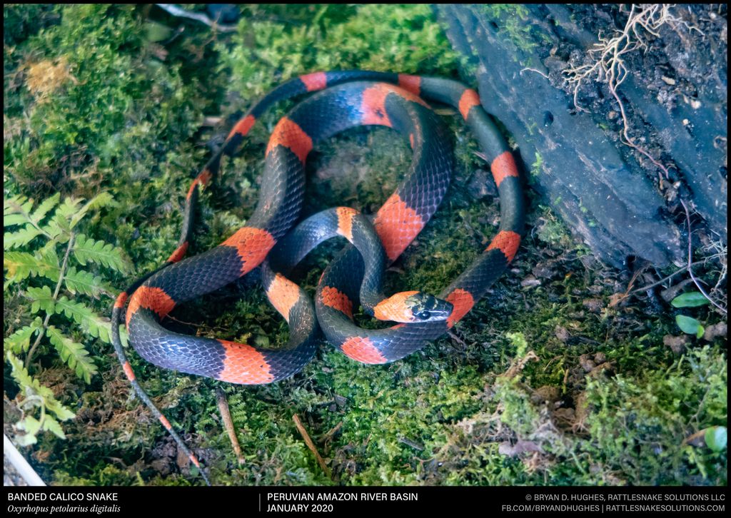 Amazon River Snake
