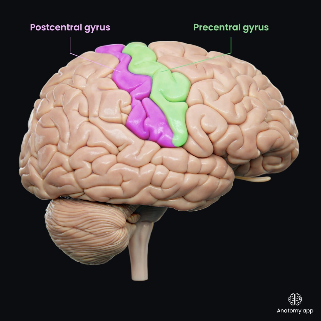 Postcentral Gyrus