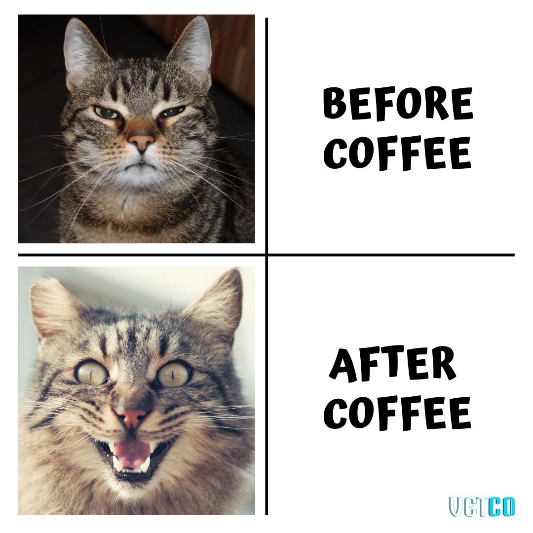 Coffee Cat Meme