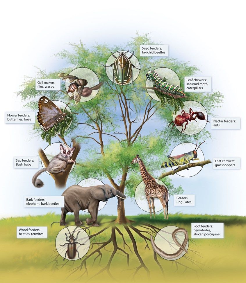 Simple Tree Of Life Biology