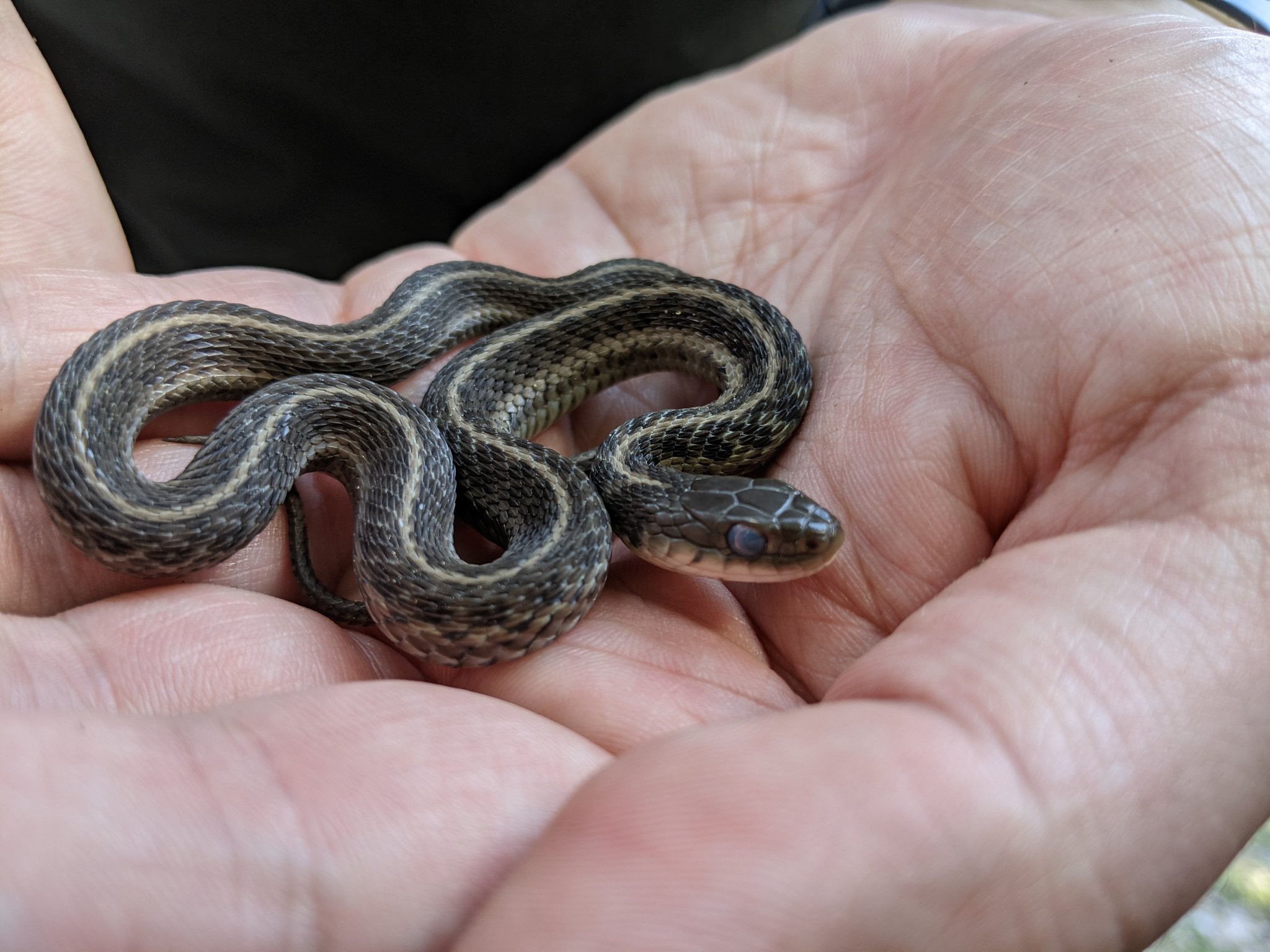Baby Garter Snake The Latest Photos By Betsy Seeton