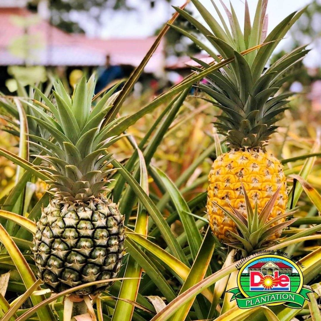 Dole Pineapple Farm