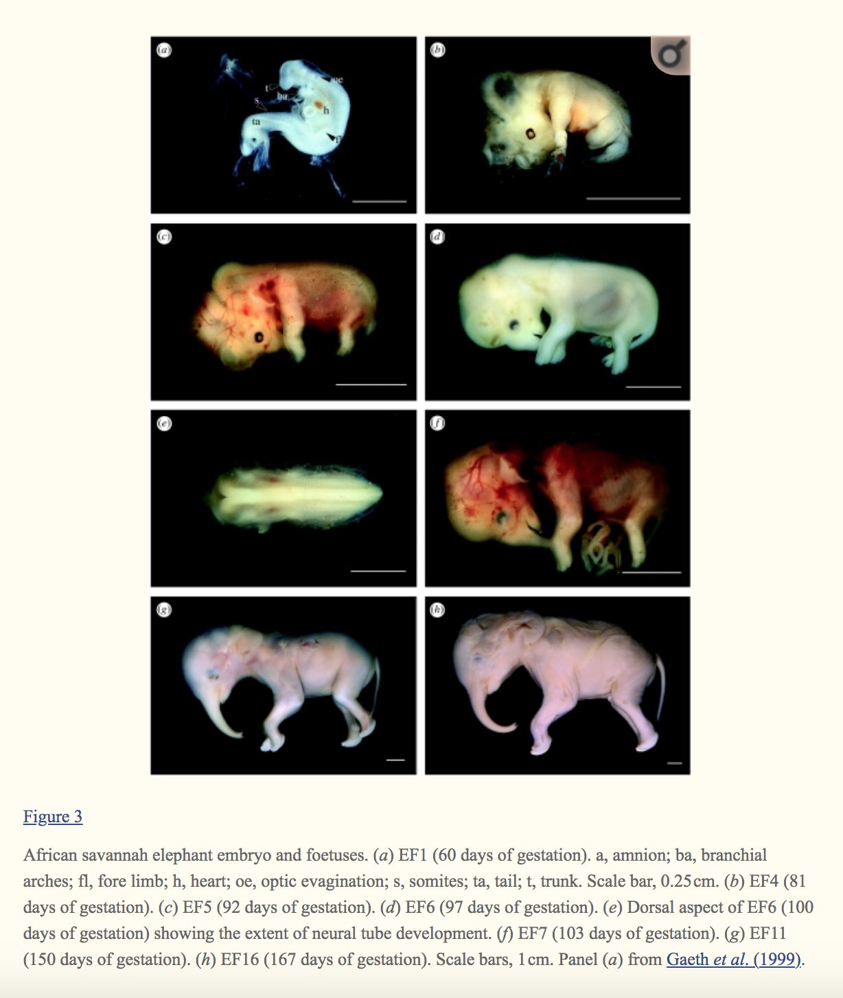Elephant Embryo Vs Human Embryo Human Embryonic Development In Human