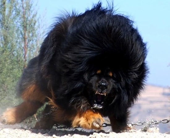 Whats The Rarest Dog Breed In The World