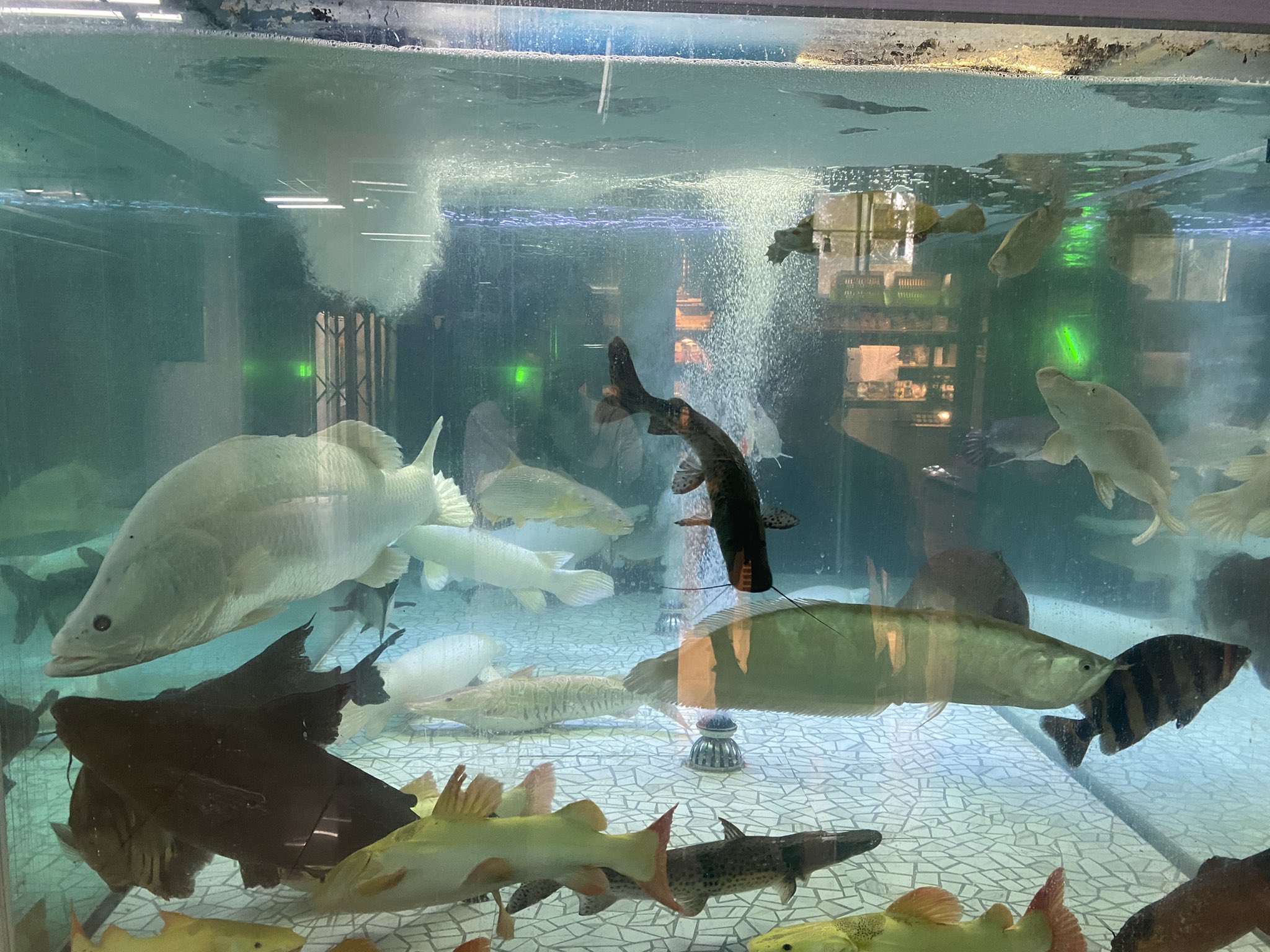 Nile Perch In Aquarium Sägefisch Hai Fische Free Video On Pixabay