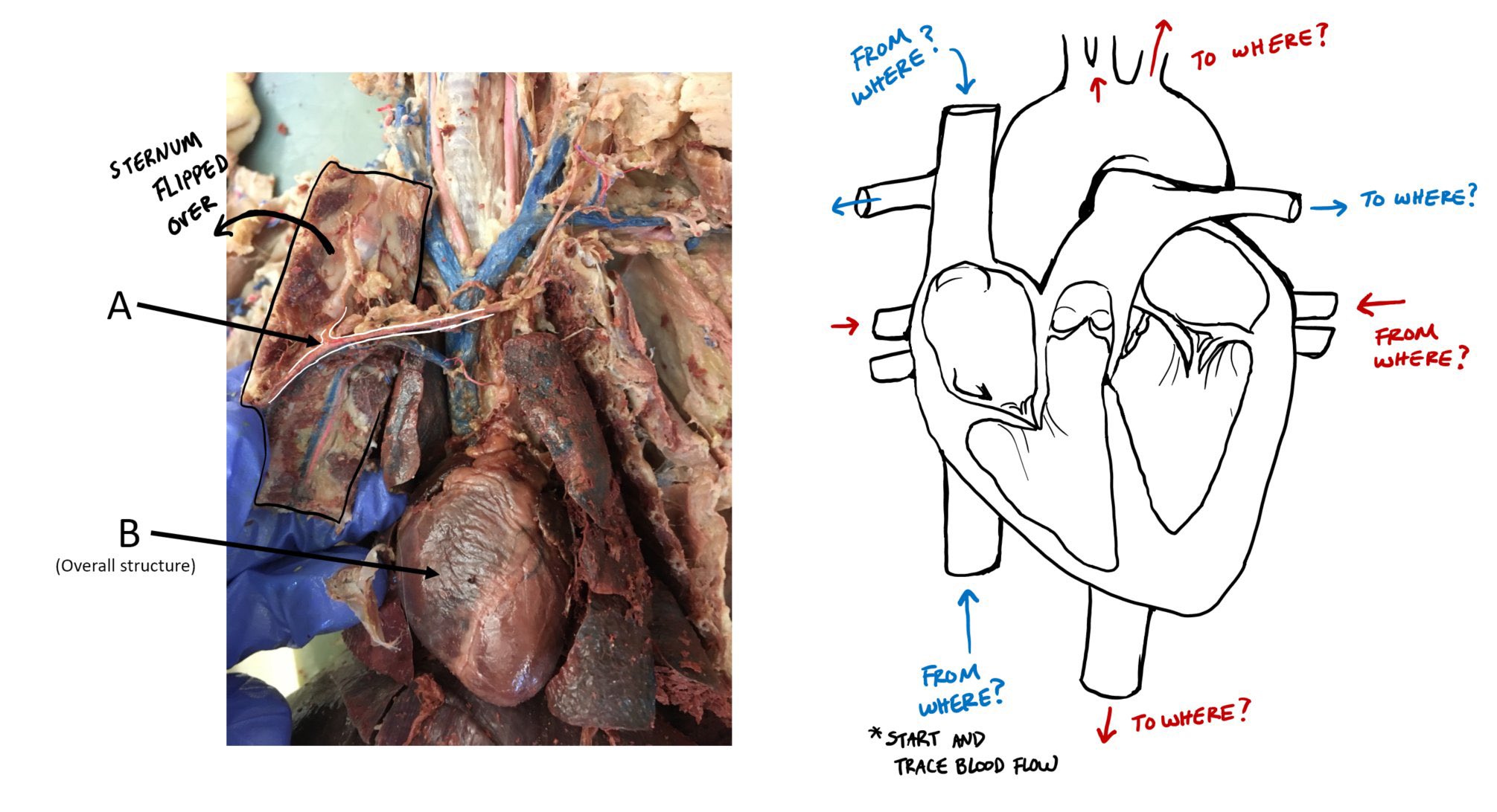 Fetal Pig Heart Diagram Labeled