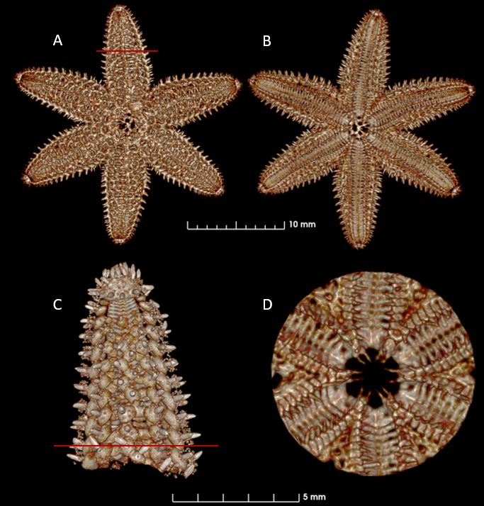 Sea Star Diagram