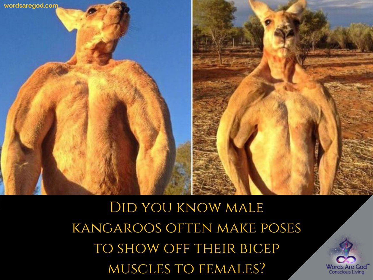 Kangaroo Biceps