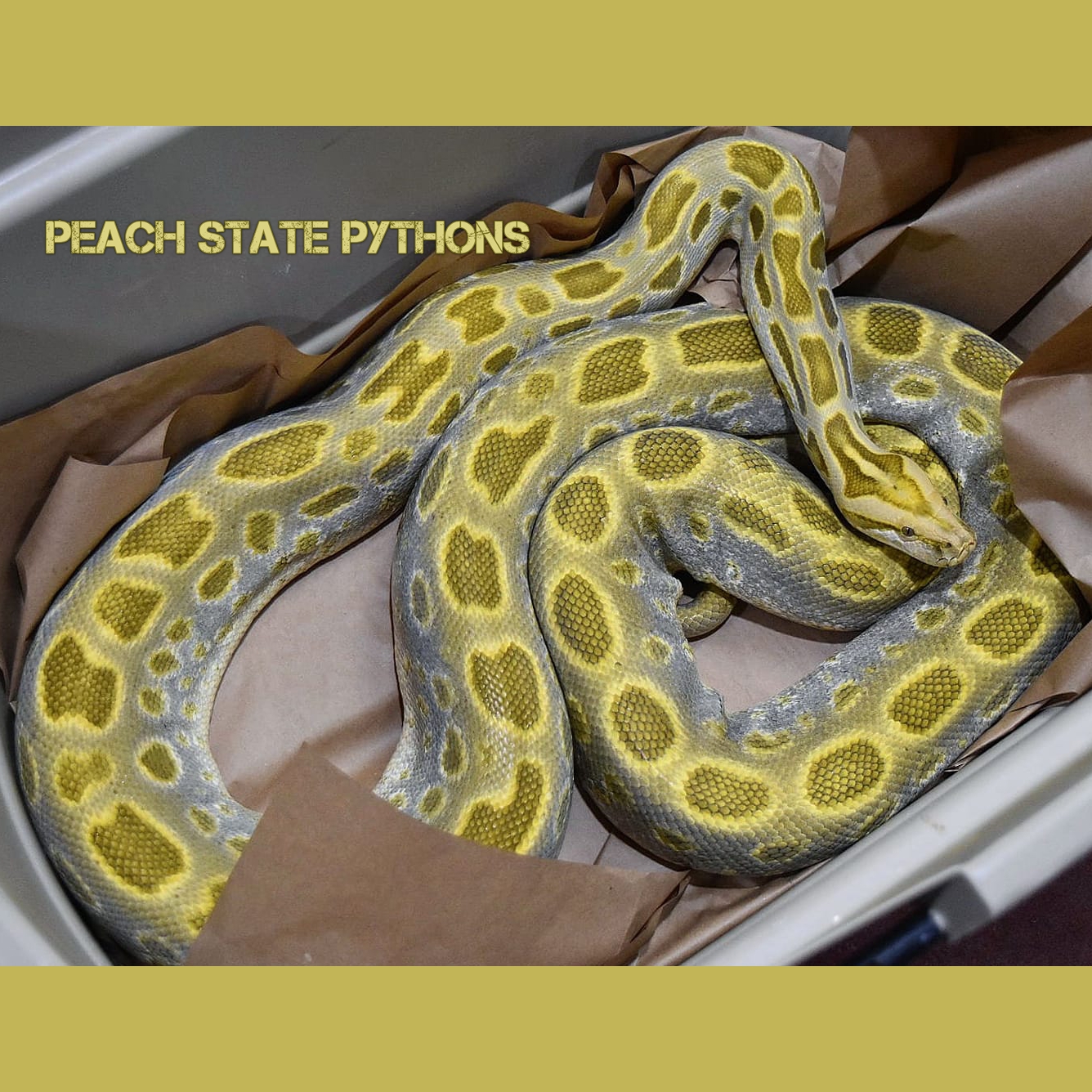 Hypo Green Burmese Python